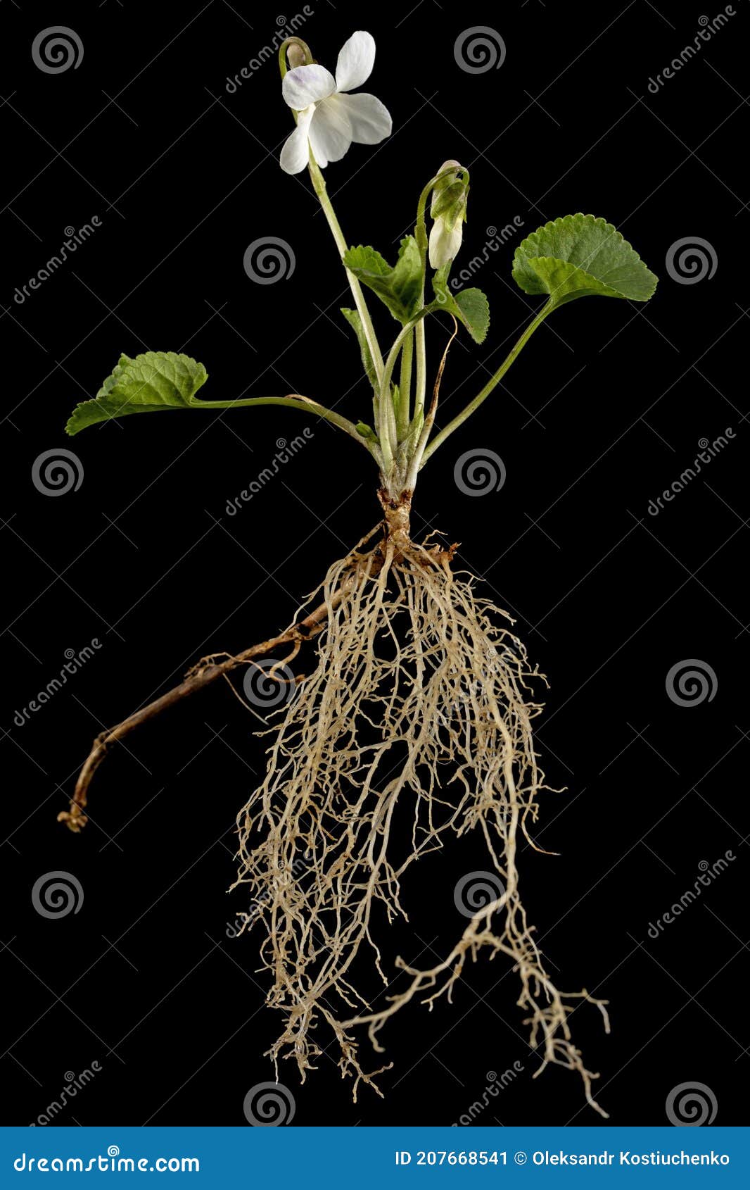White Flowers of the Violet with Root, Lat. Viola Odorata, Isolated on ...