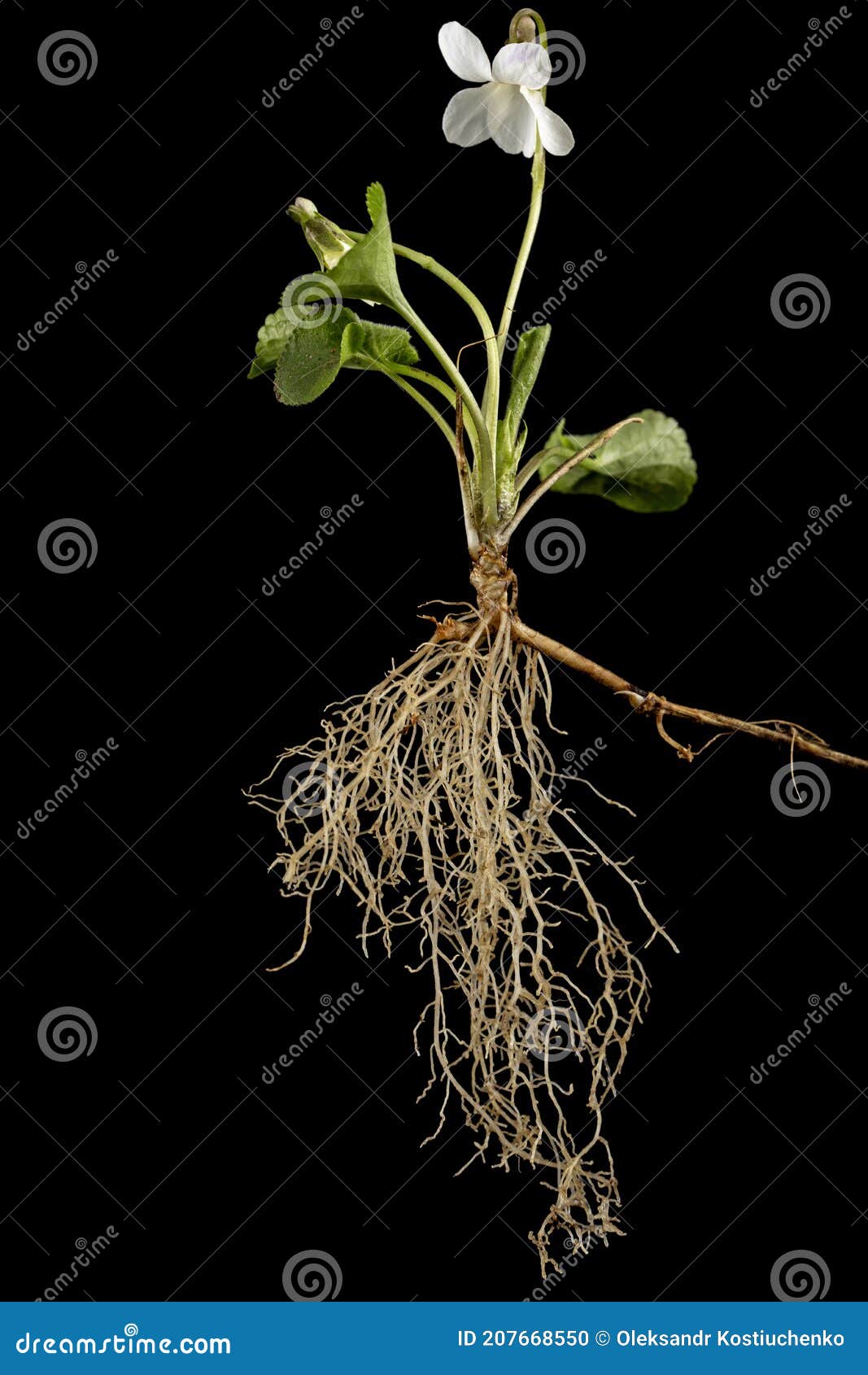 White Flowers of the Violet with Root, Lat. Viola Odorata, Isolated on ...