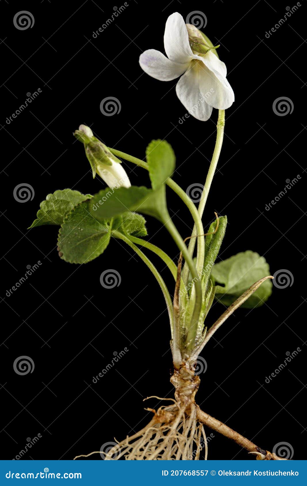 White Flowers of the Violet with Root, Lat. Viola Odorata, Isolated on ...