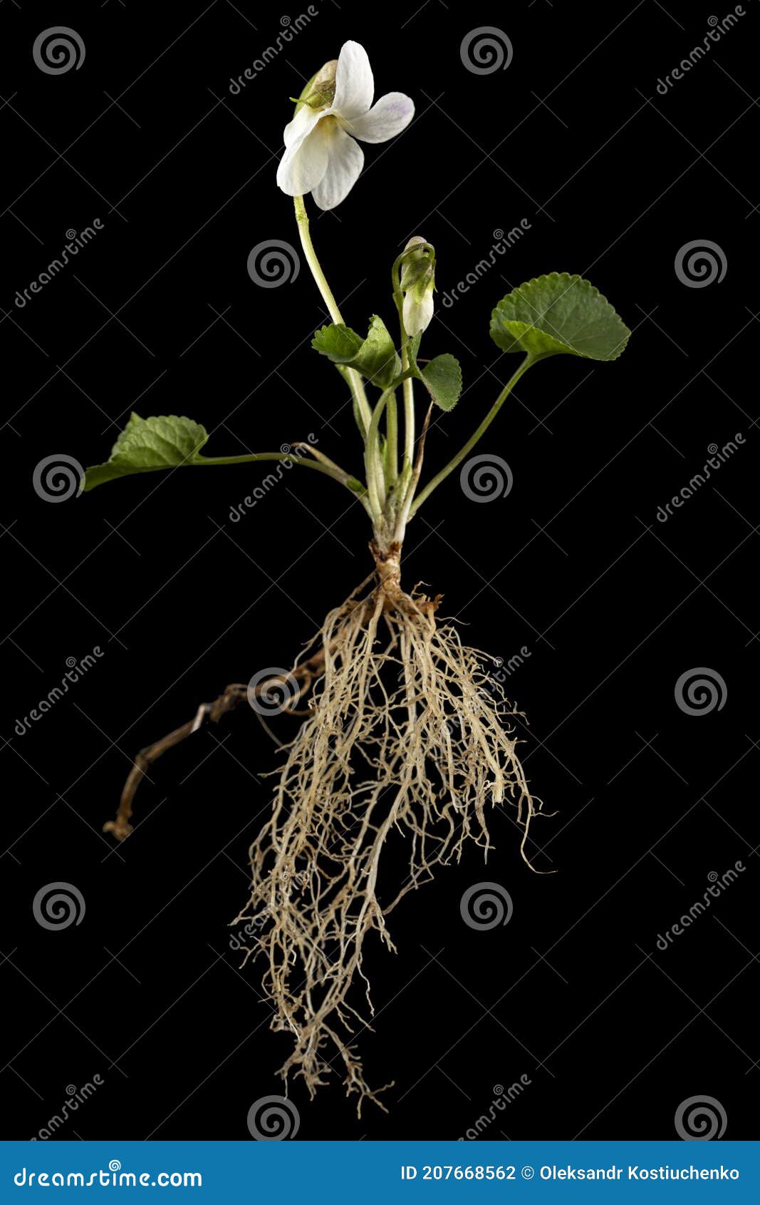 White Flowers of the Violet with Root, Lat. Viola Odorata, Isolated on ...