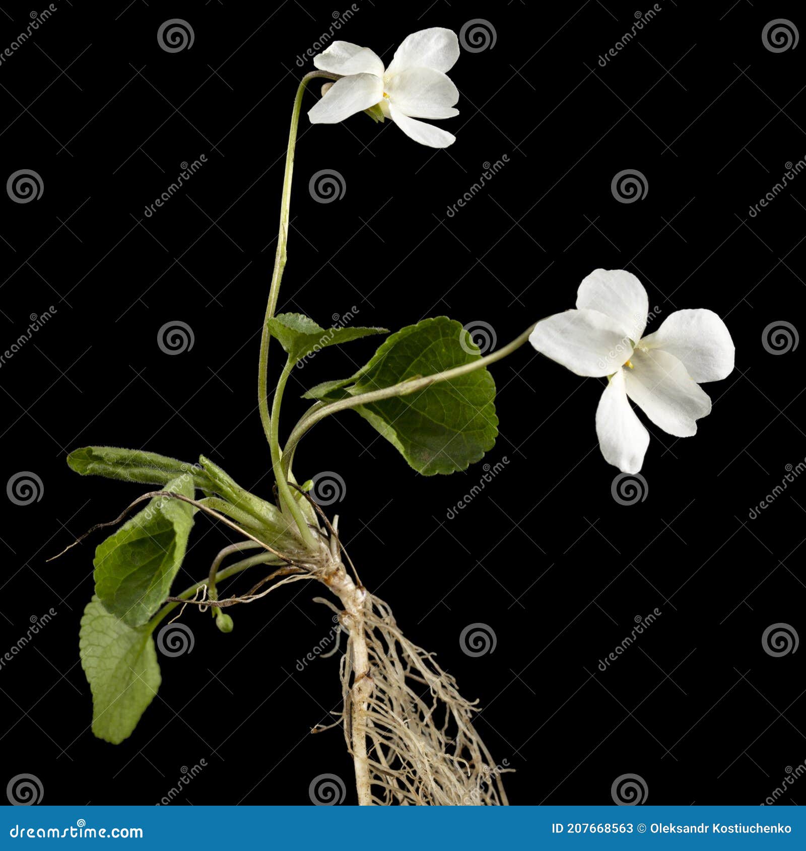 White Flowers of the Violet with Root, Lat. Viola Odorata, Isolated on ...