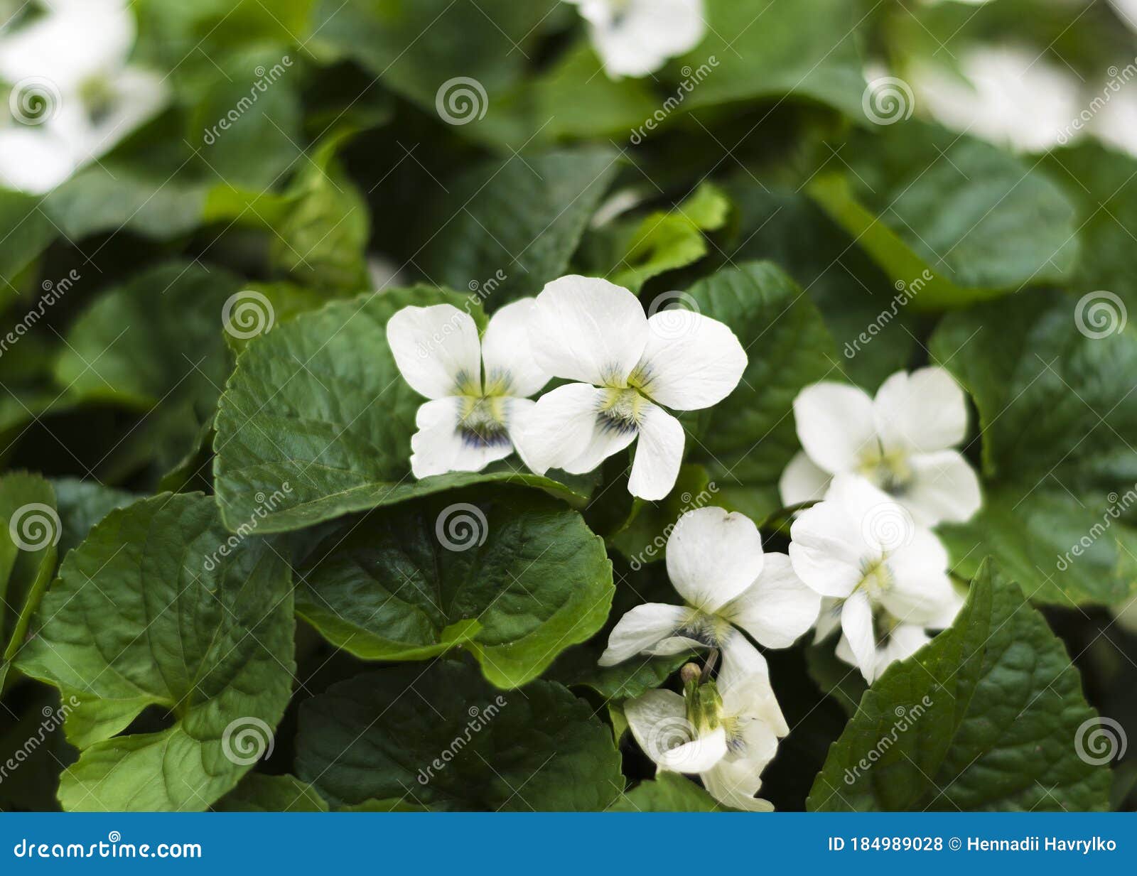 White Flowers of Wild Violets Stock Photo - Image of element, violets ...