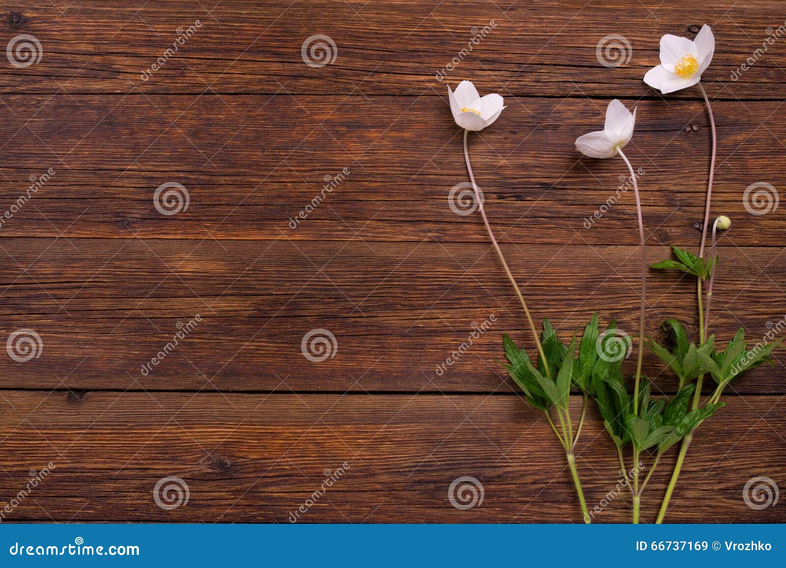 White Flowers on Wooden Table. Top View, Copy Space. Stock Image ...