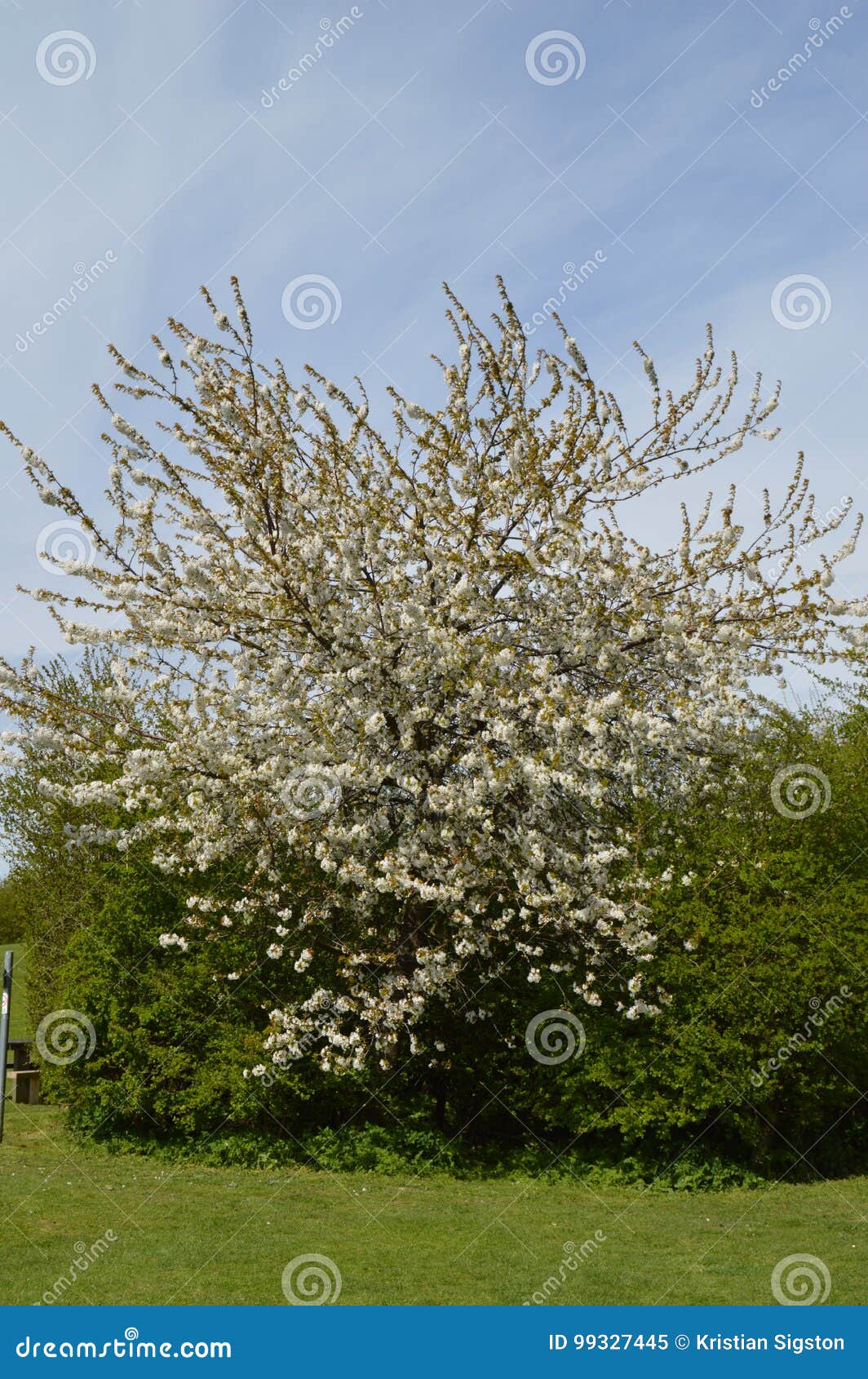 Central White Exploding Tree Stock Image - Image of exploding, flowing ...