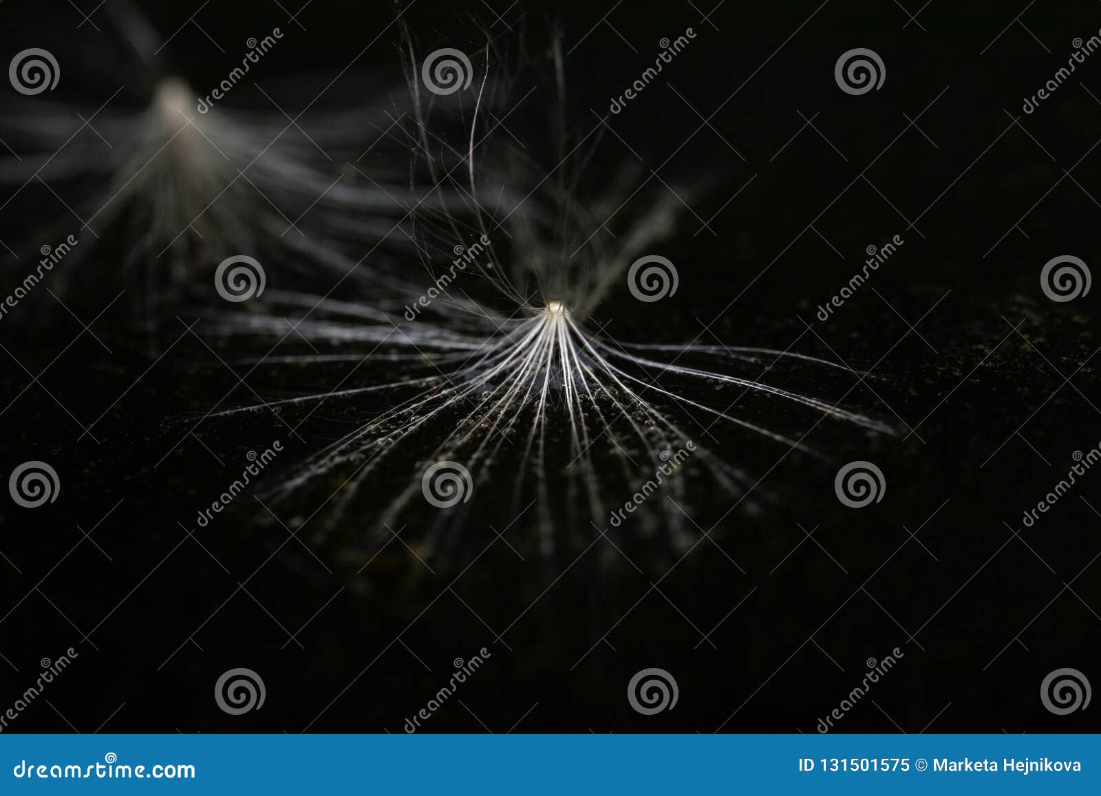 White fluff stock image. Image of white, delicate, plant - 131501575