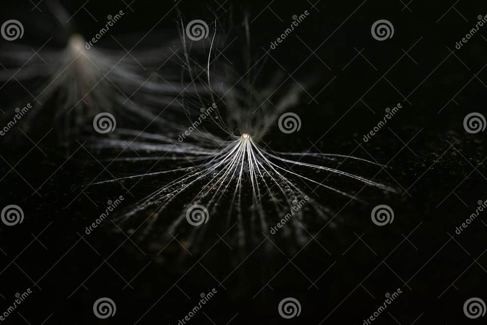 White fluff stock image. Image of white, delicate, plant - 131501575