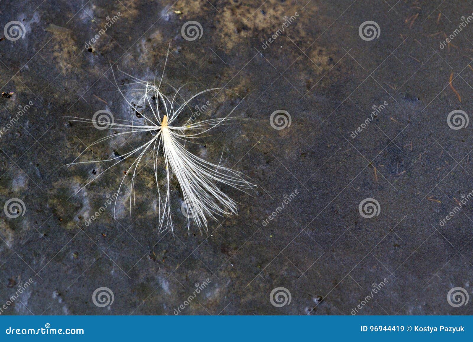 White fluff in black mud stock image. Image of angle - 96944419