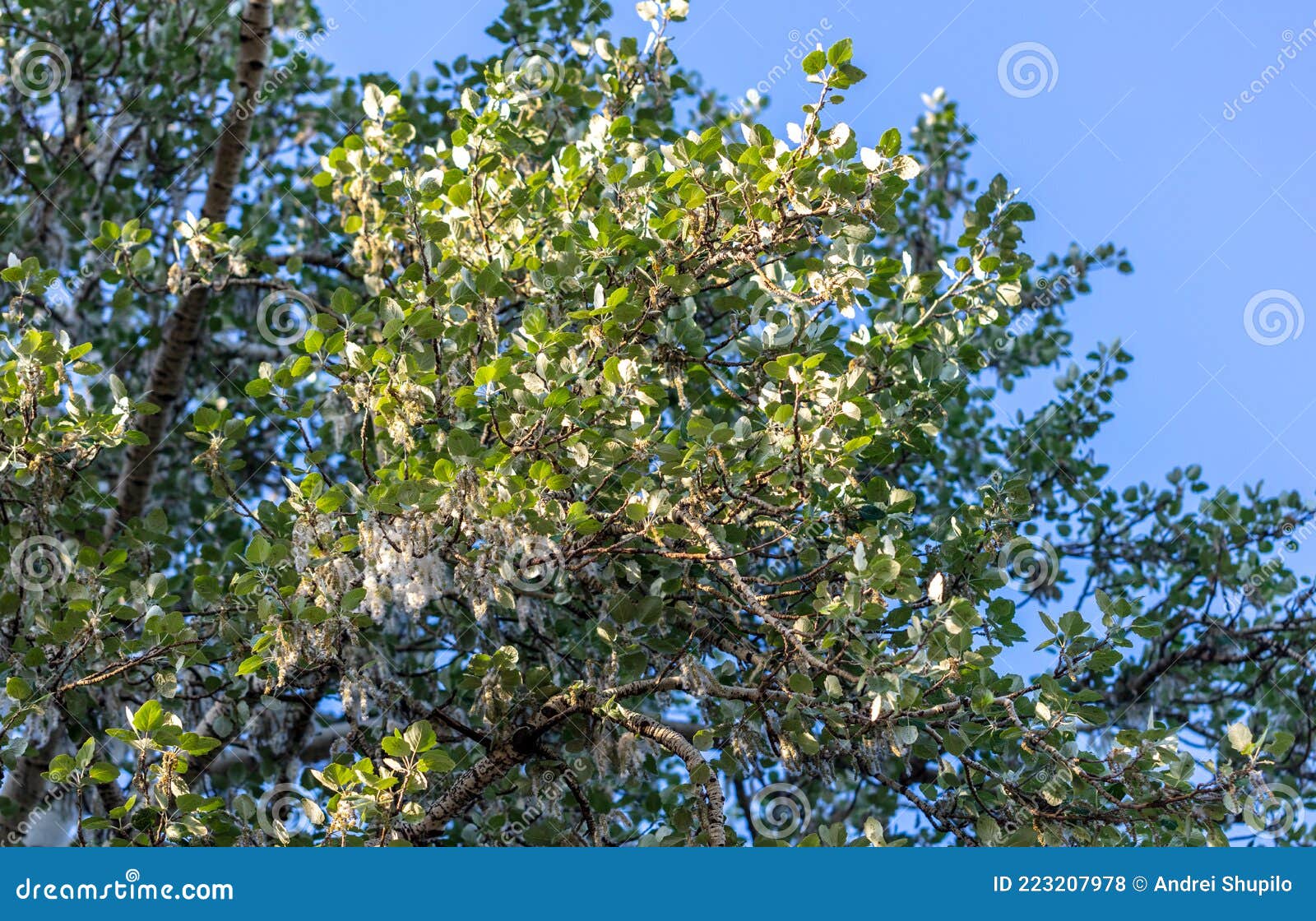 White Fluff on the Branches of Poplar in the Summer Stock Photo - Image ...