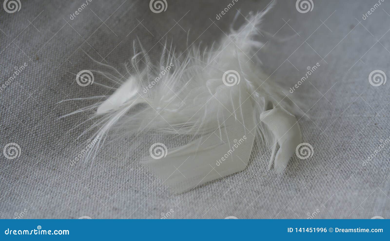 White fluff and feathers stock photo. Image of small - 141451996