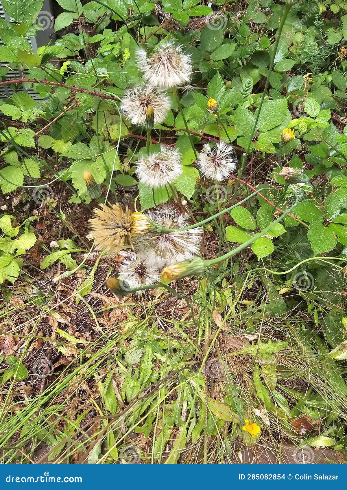White Fluff in Green Fields Stock Photo - Image of fields, white: 285082854