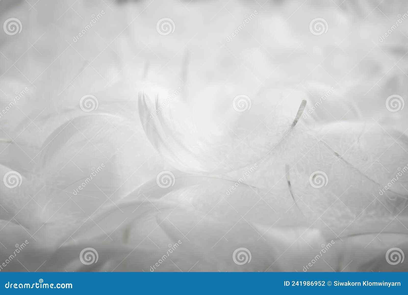 White Fluffly Feathers Texture Background. Swan Feathers. Stock Photo ...