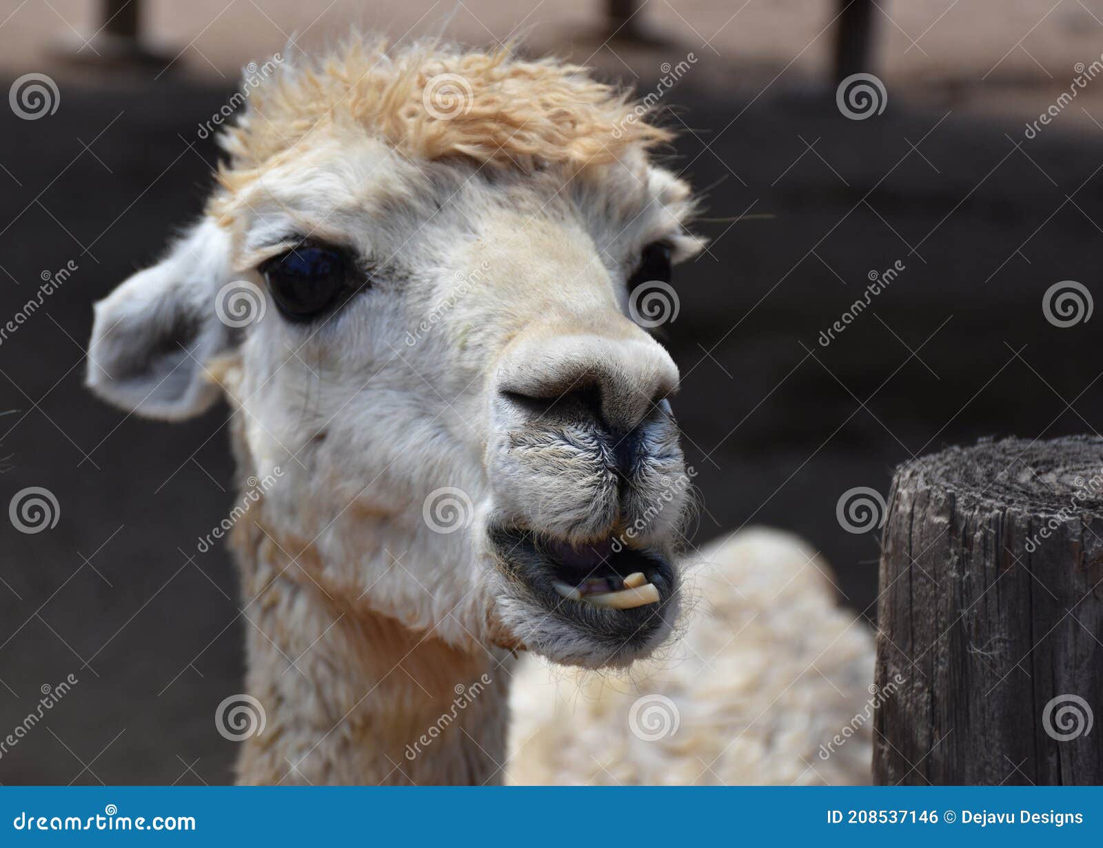 White Fluffy Alpaca Chewing with His Bottom Teeth Showing Stock Photo ...