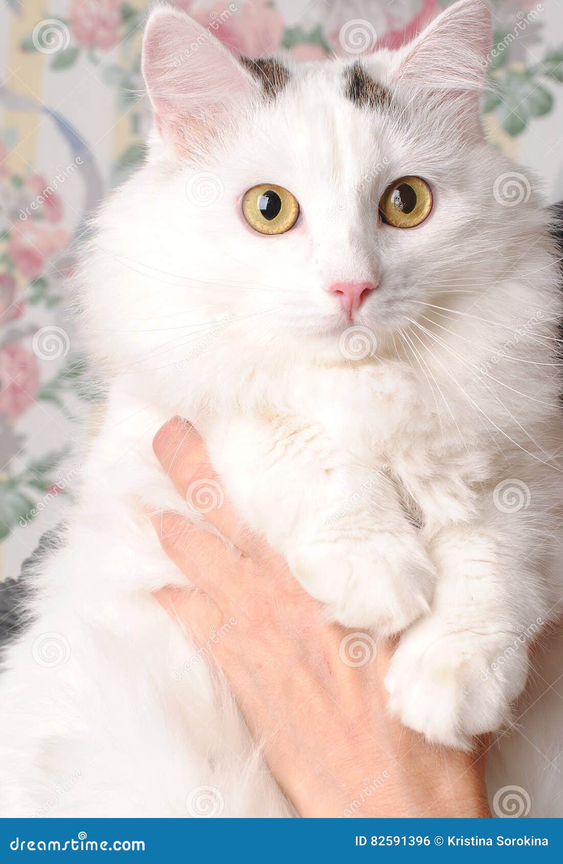 White Fluffy Angora Cat on a Human Hand Stock Photo - Image of gold ...