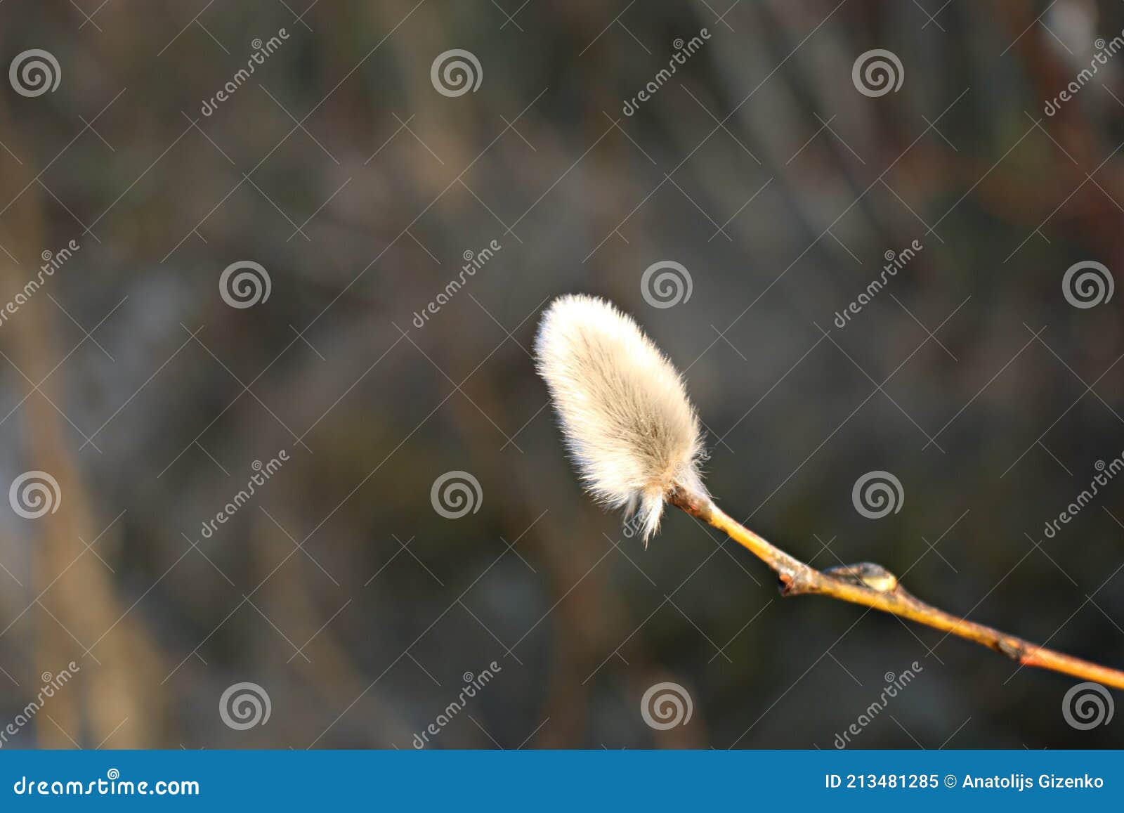 White Fluffy Buds on Willow Bushes Bloom in Early Spring Stock Image ...