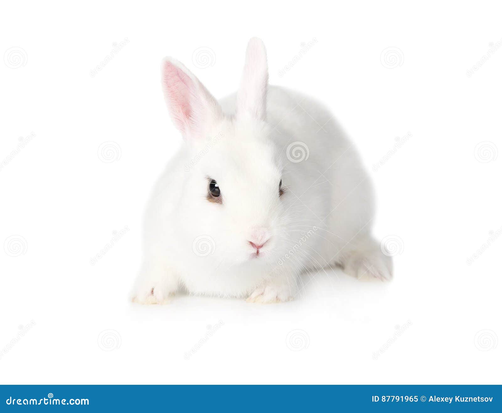 White fluffy Bunny stock image. Image of horizontal, fluffy - 87791965
