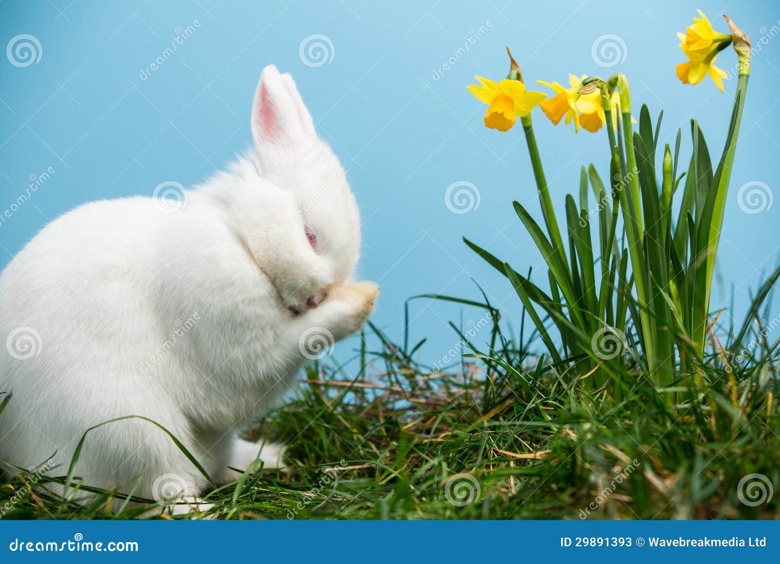 White Fluffy Bunny Scratching Its Nose beside Daffodils Stock Image ...
