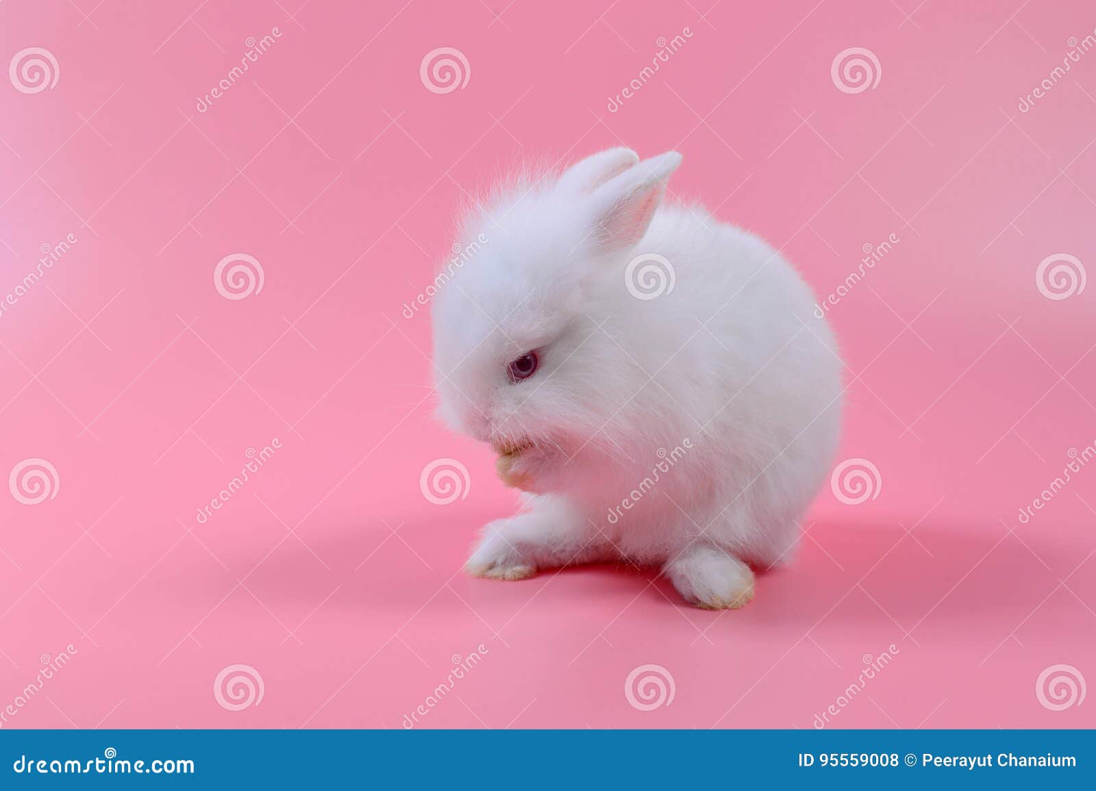 White Fluffy Bunny Sit on Pink Background, Little Rabbit Stock Photo ...