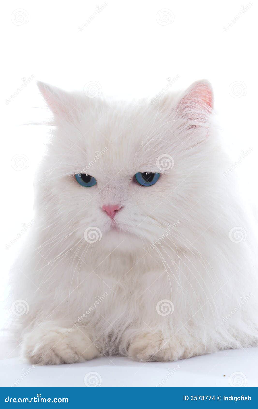 White fluffy cat stock photo. Image of sight, adult, santa - 3578774