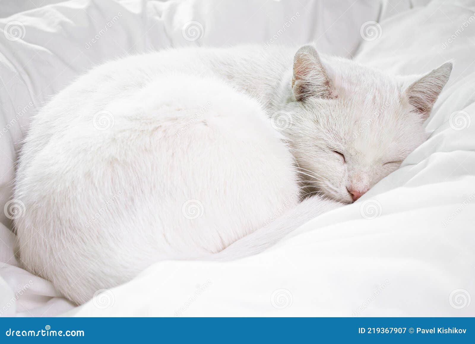 Sleeping White Cats