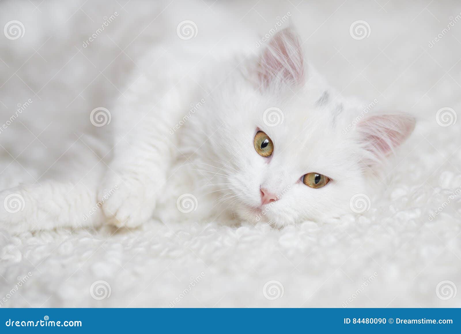 White Fluffy Cat Lying on the White Coach Stock Photo - Image of tail ...