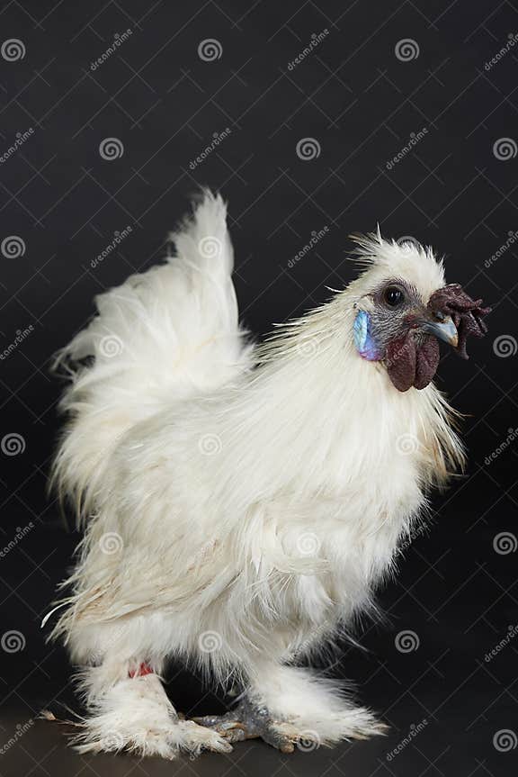 White fluffy chicken stock image. Image of mammal, view - 146956879