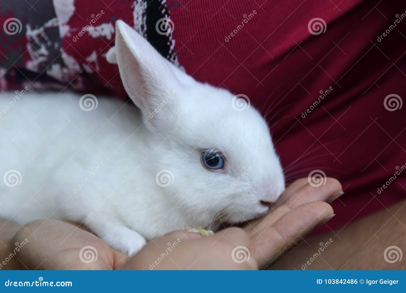 White Fluffy Cute Rabbit with Big Eyes Sitting on the Hands of a Man ...