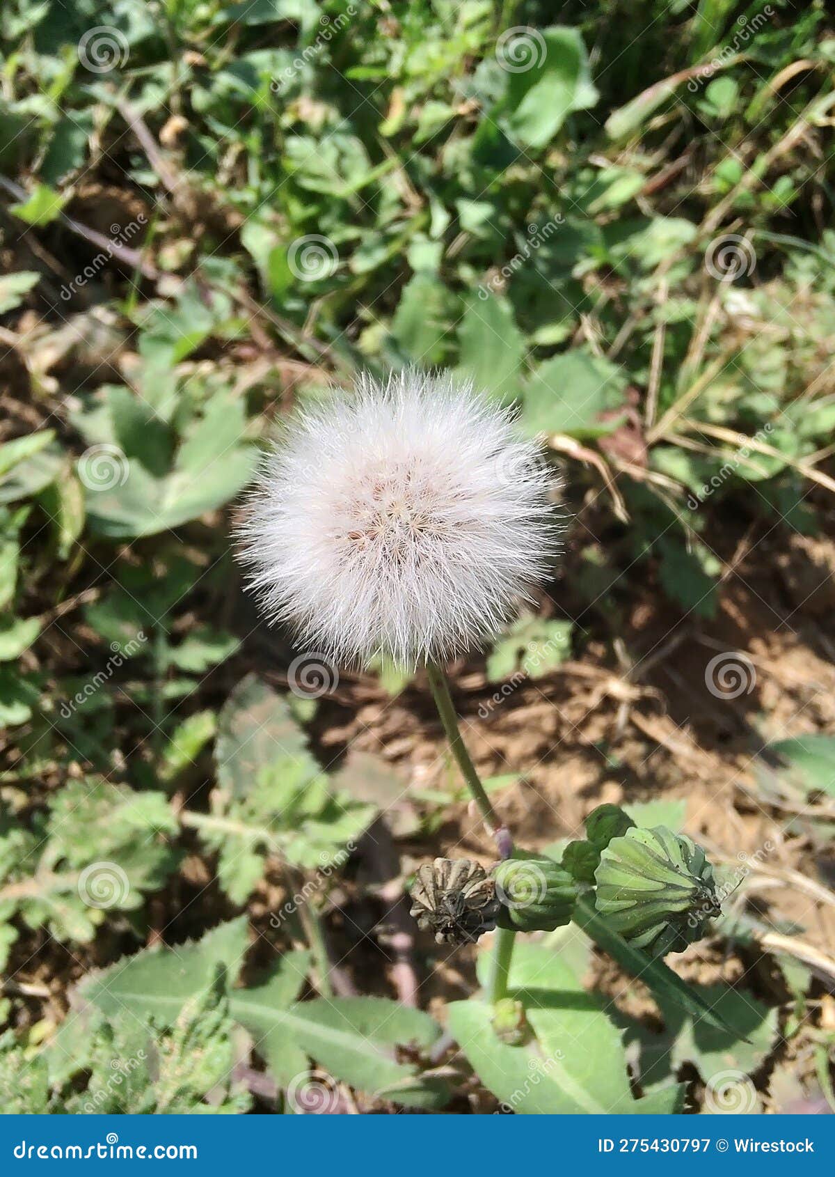 White Fluffy Dandelion in the Forest Stock Image - Image of natural ...
