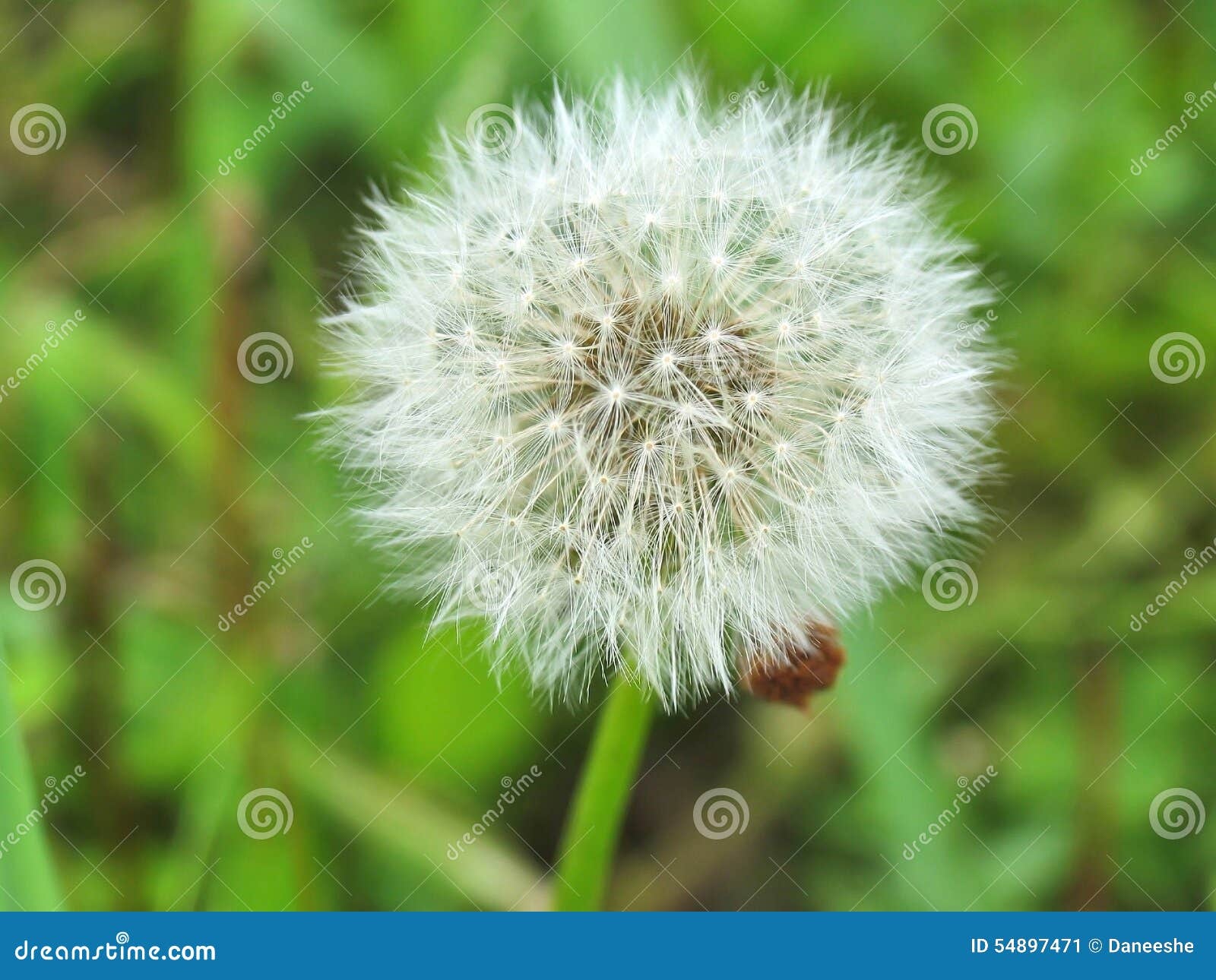 White fluffy dandelion stock image. Image of garden, inflorescence ...