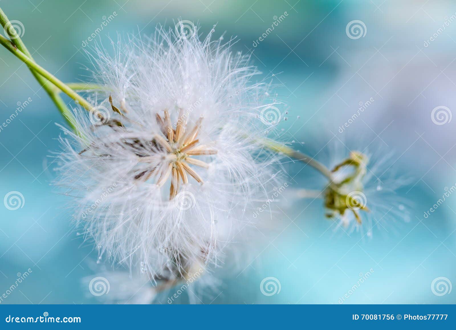 White Fluffy Dandelion with Water Drops Stock Photo - Image of blur ...