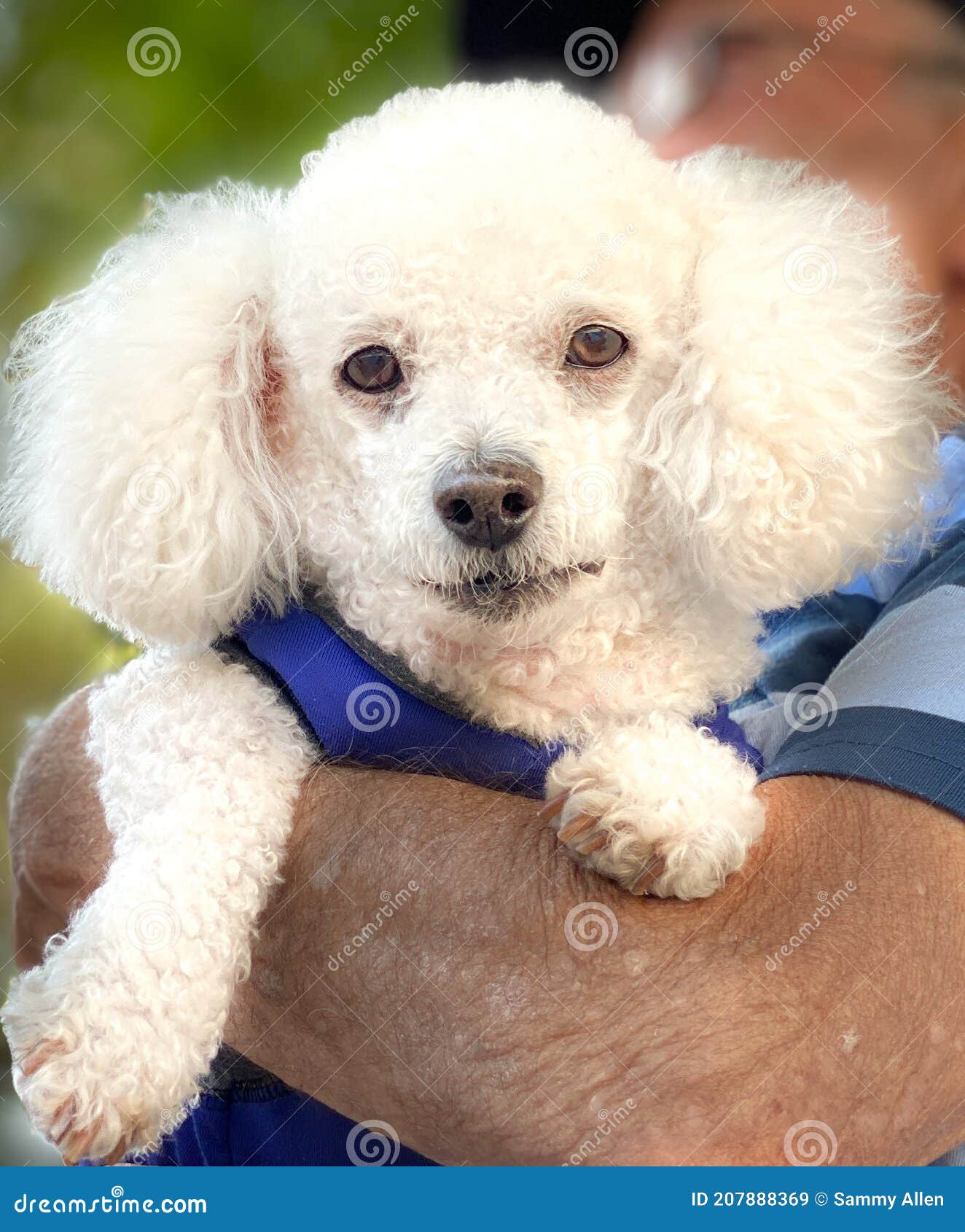 White Fluffy Dog Being Held by a Man Stock Image - Image of white ...