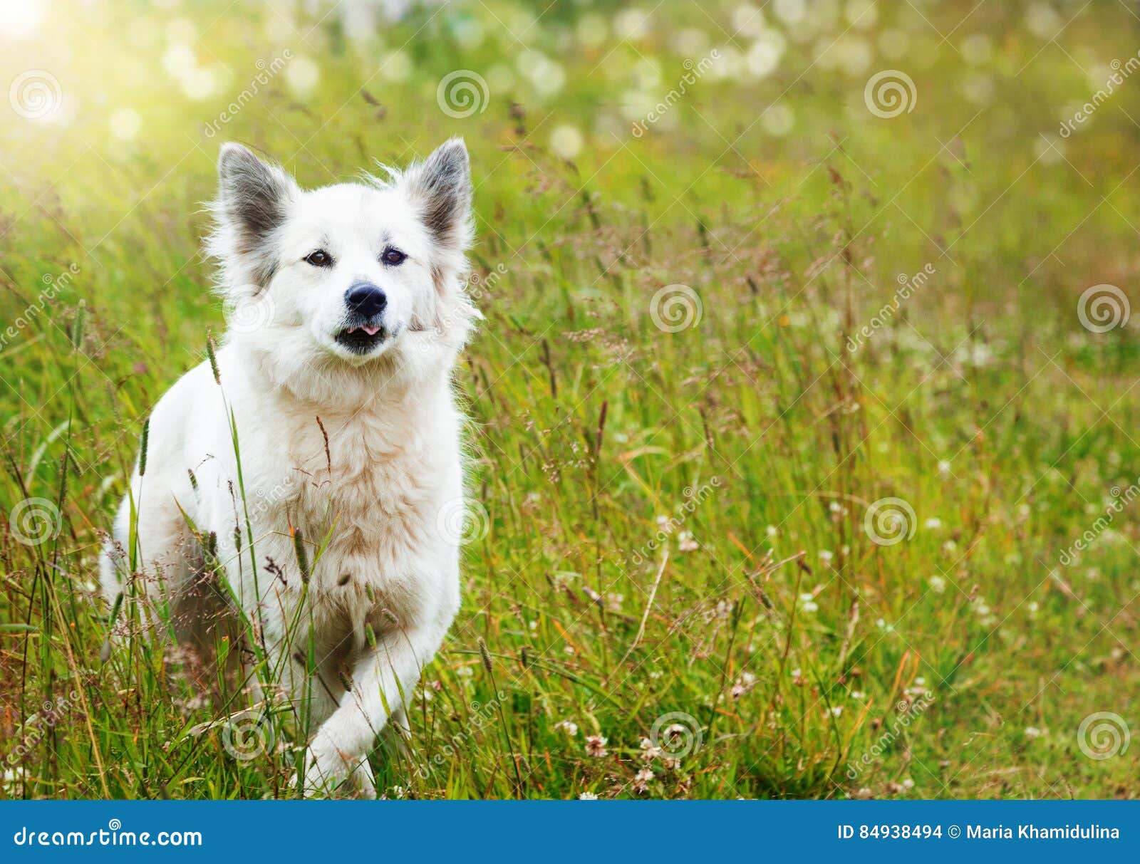 White fluffy dog runs stock photo. Image of bokeh, nature - 84938494