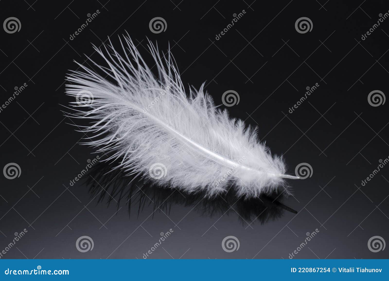 White Fluffy Feather Isolated on Black Stock Photo - Image of white ...