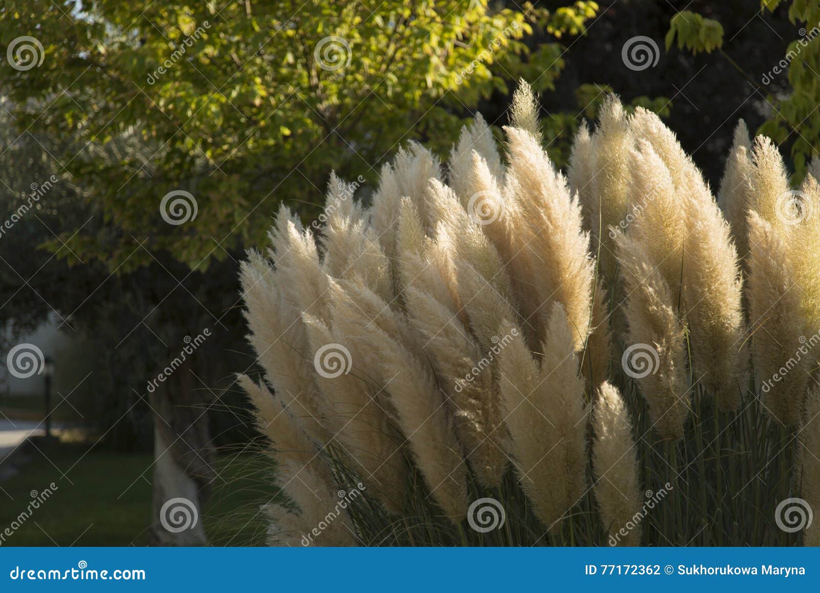 White fluffy flowers stock photo. Image of love, natural - 77172362