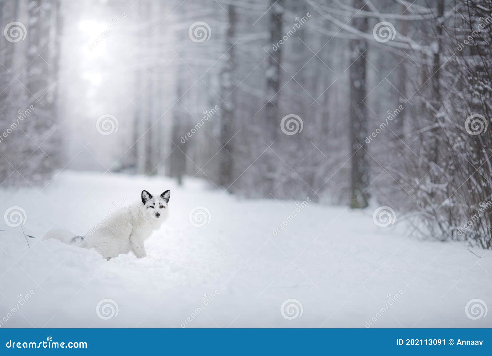 White Fox in the Snow. Wild Animal in Nature Stock Image - Image of ...