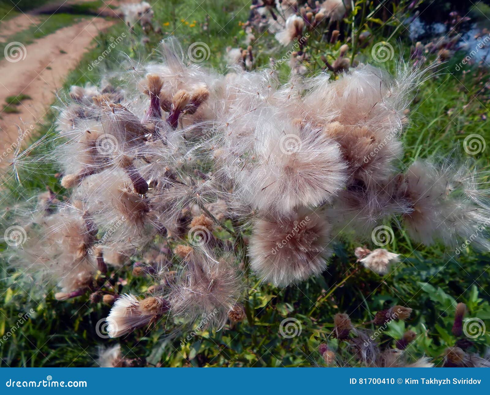 White Fluffy Fuzz Meadow Thistles Stock Photo - Image of burdock, spike ...
