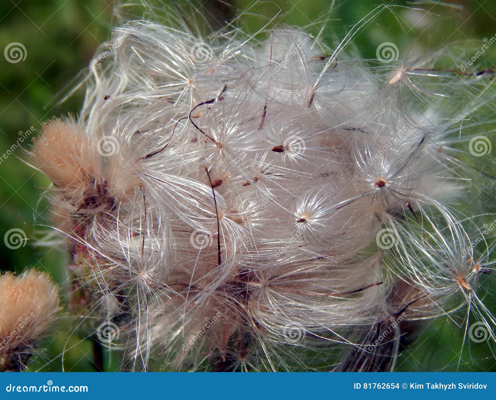 White Fluffy Fuzz Meadow Thistles Stock Photo - Image of fuzz, blossom ...