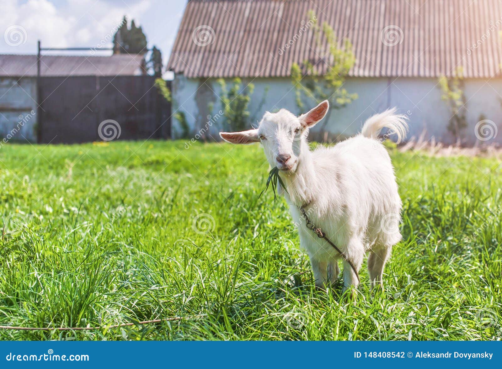 White Fluffy Goat Eats Grass in a Meadow Stock Photo - Image of grass ...