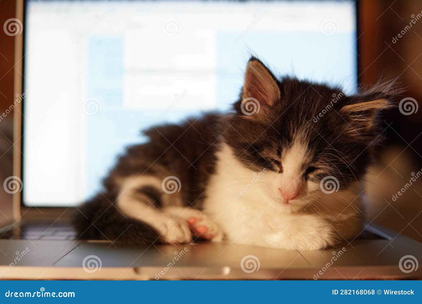 White Fluffy Kitten is Perched on Top of a Laptop Computer, with Its ...