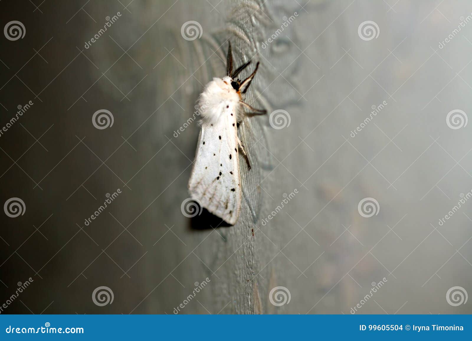 White Fluffy Moth. Insect Flying Butterfly Macro Stock Photo - Image of ...