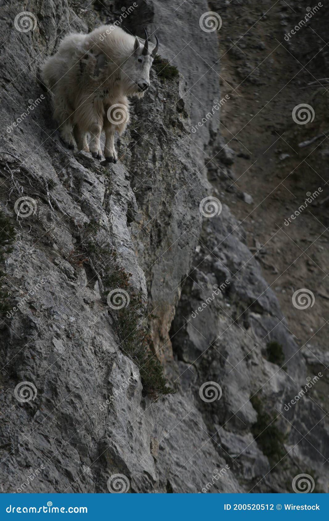 White Fluffy Mountain Goat on the Rocky Cliffs Stock Photo - Image of ...