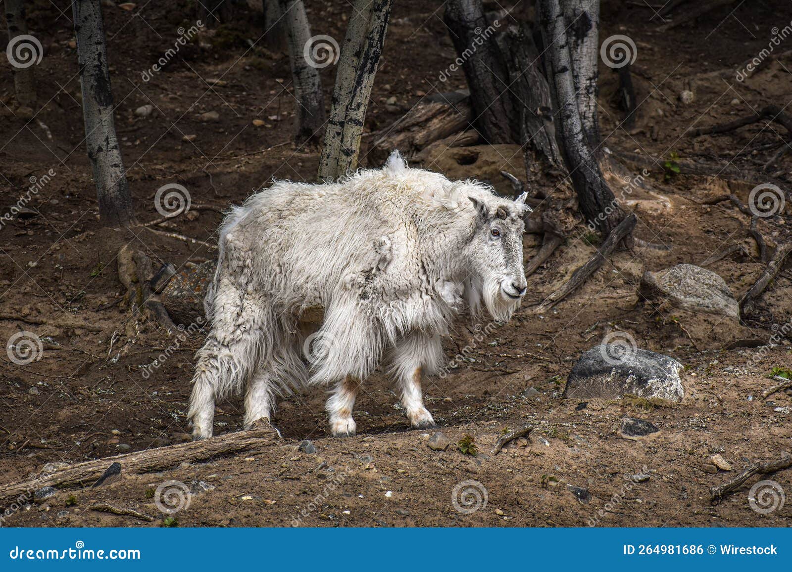 White Fluffy Mountain Goat Standing in a Dirt Area Stock Photo - Image ...