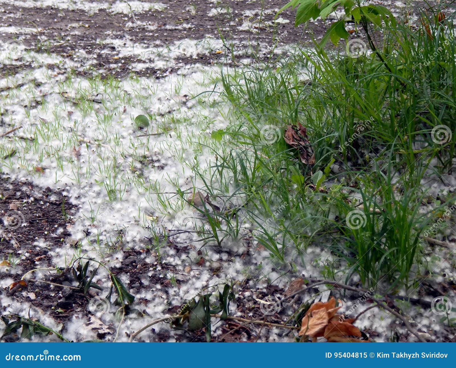 White Fluffy Poplar Fluff Close Up Stock Image - Image of abstract ...