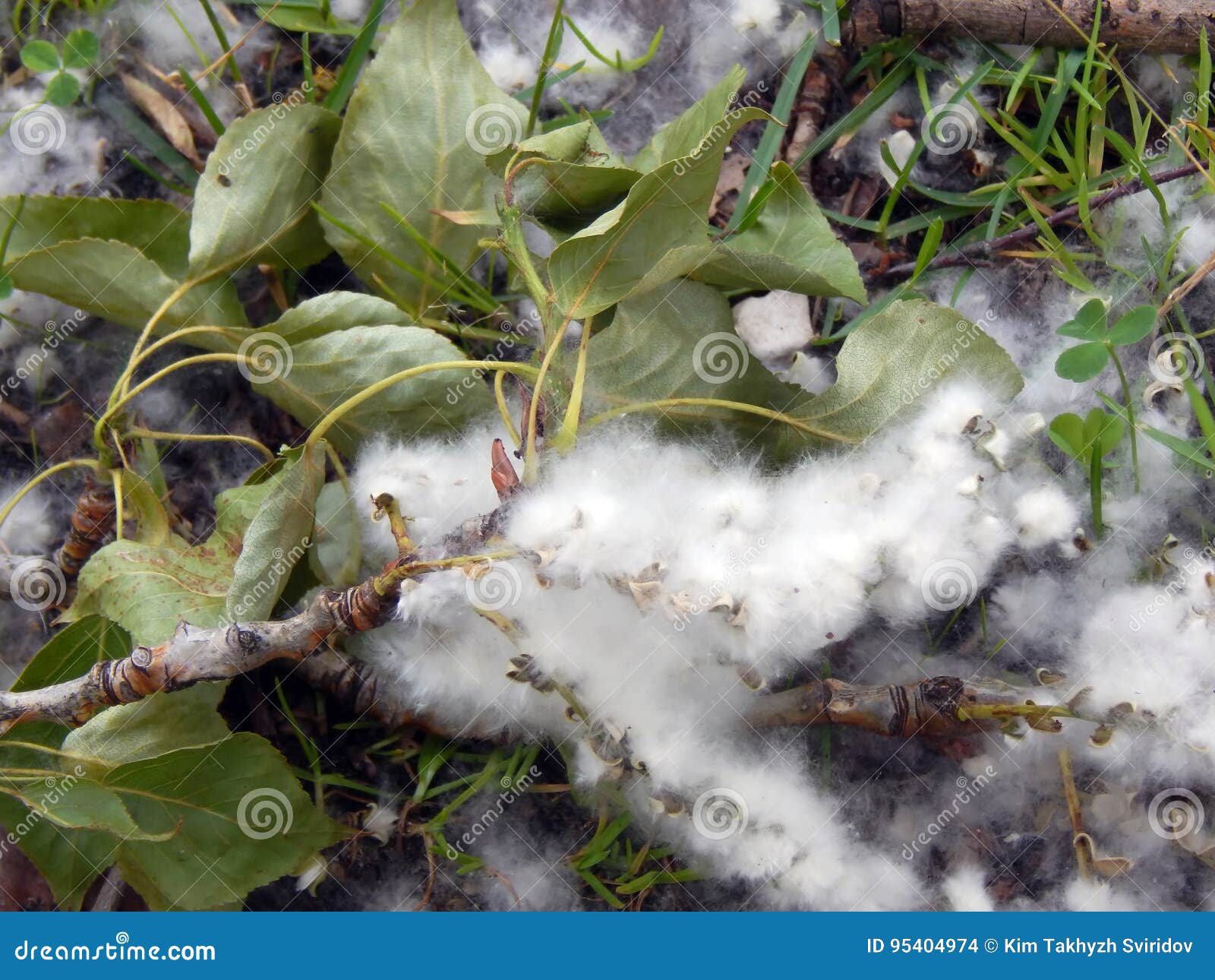 White Fluffy Poplar Fluff Close Up Stock Photo - Image of allergen ...