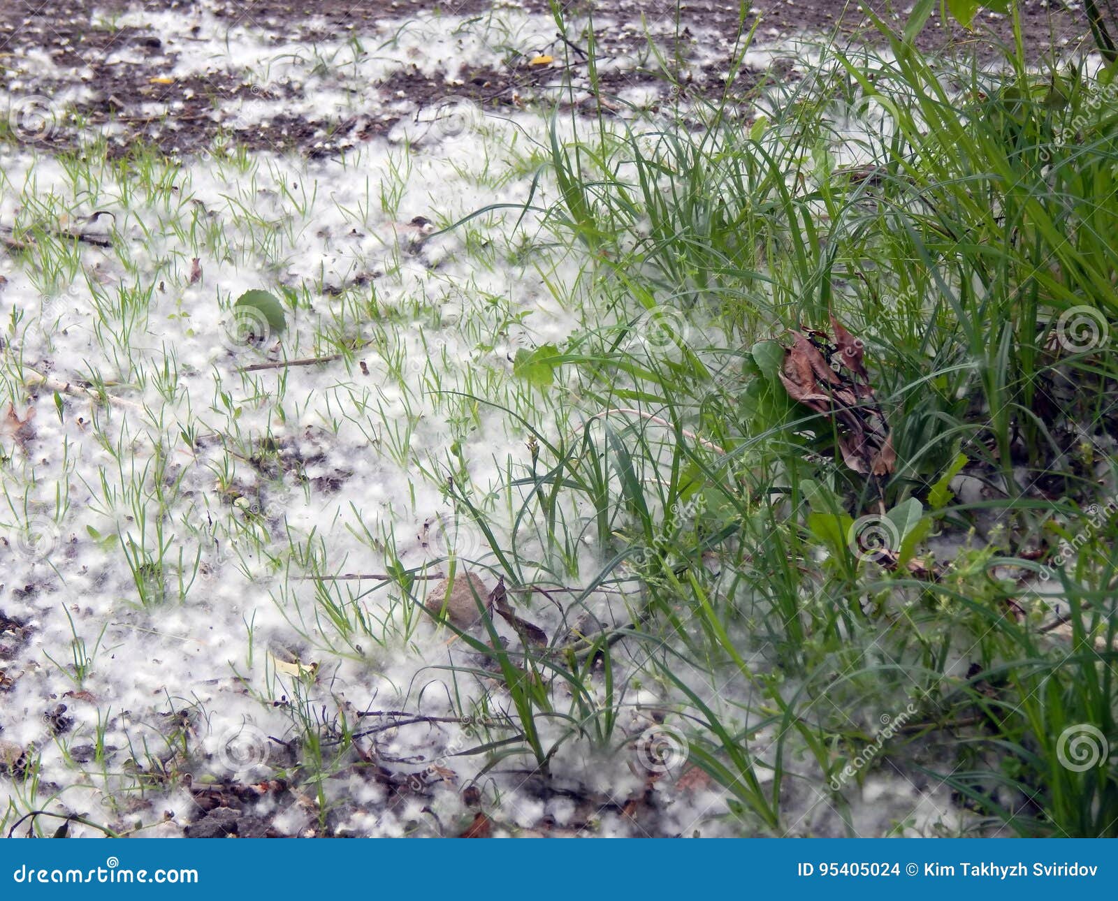 White Fluffy Poplar Fluff Close Up Stock Photo - Image of cottonwood ...