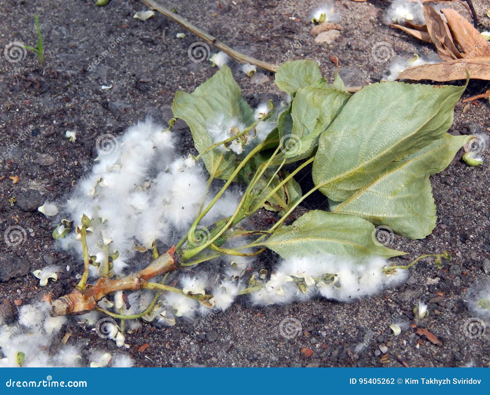 White Fluffy Poplar Fluff Close Up Stock Photo - Image of biology ...