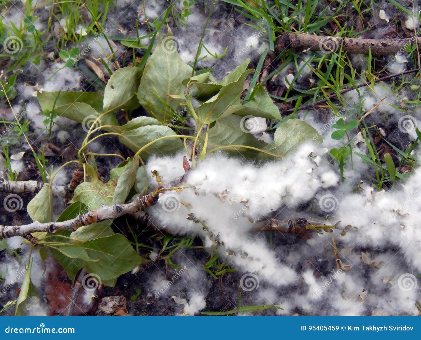 White Fluffy Poplar Fluff Close Up Stock Image - Image of flora, flying ...