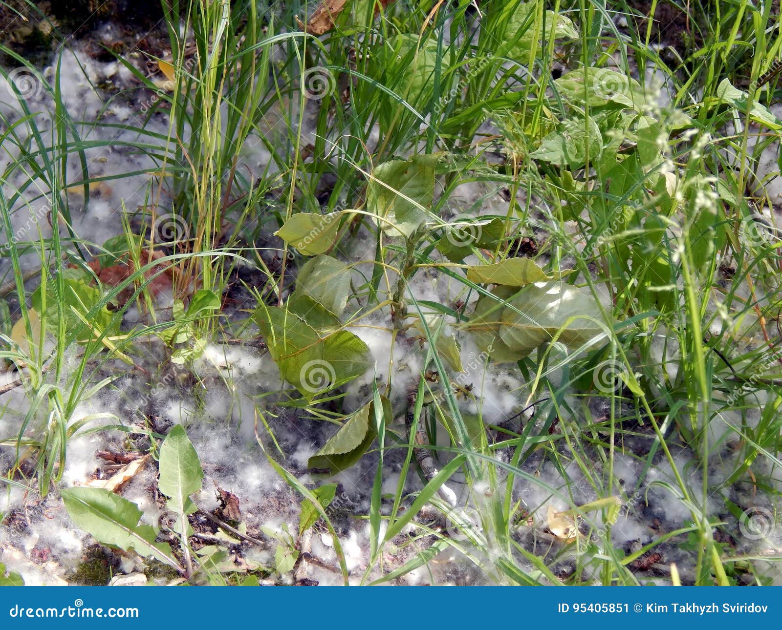White Fluffy Poplar Fluff Close Up Stock Image - Image of leaf, light ...