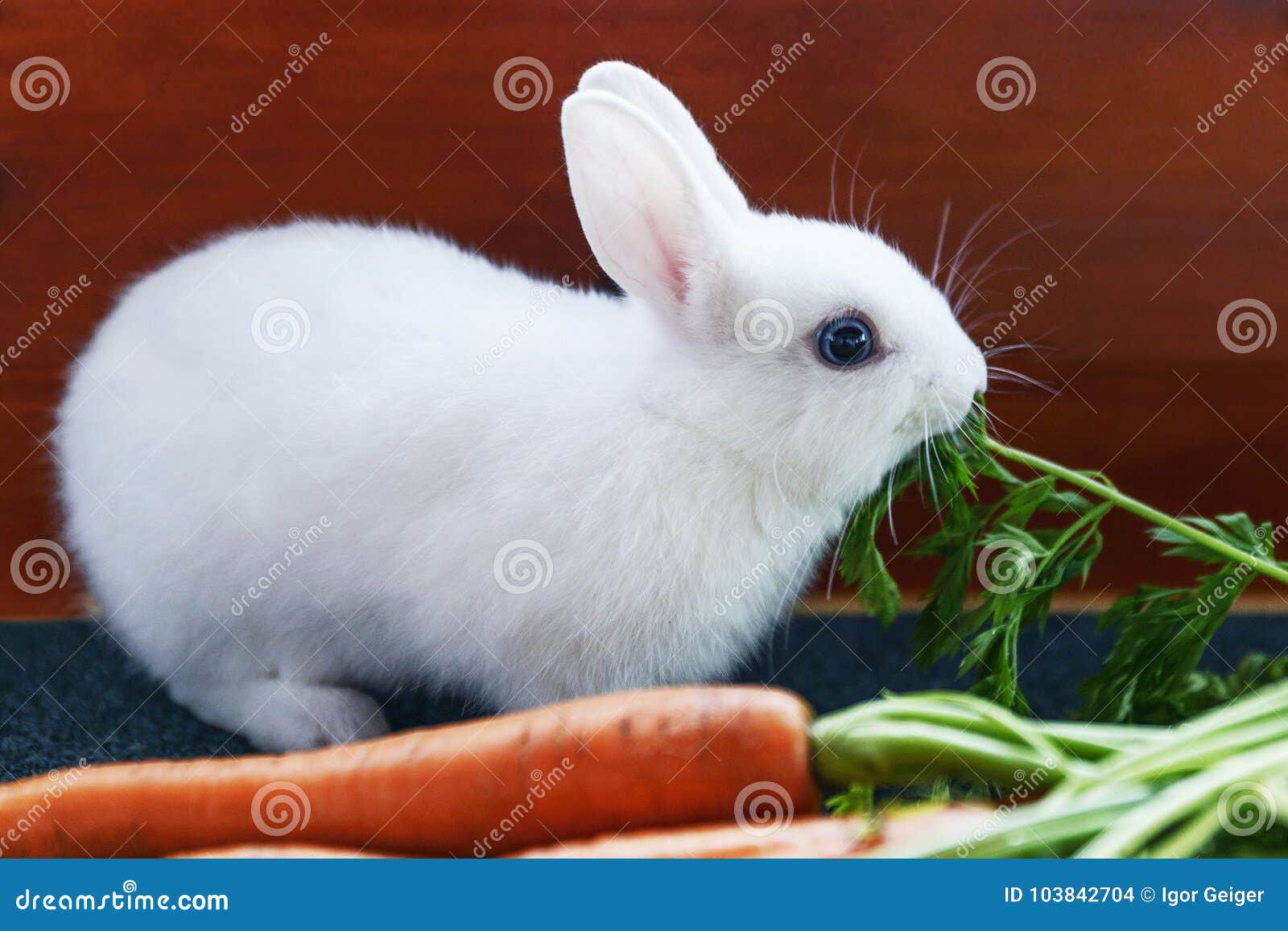 White Fluffy Rabbit Eats Lush Green Foliage of Carrots. Stock Photo ...