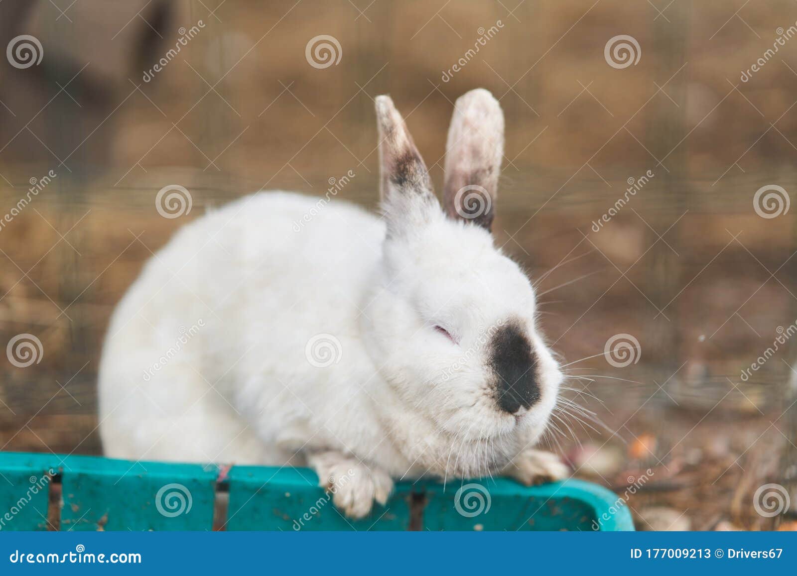 White Fluffy Rabbit Eats Weed Outdoors. Close-up. Stock Image - Image ...