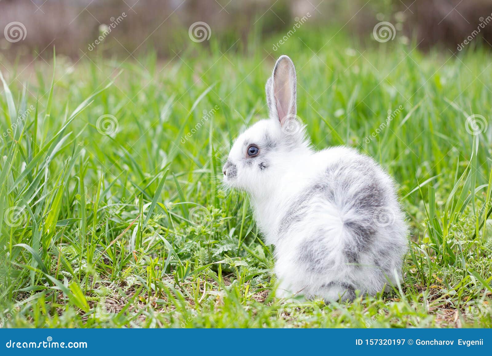 White Fluffy Rabbit on Green Grass. Easter Bunny Stock Image - Image of ...